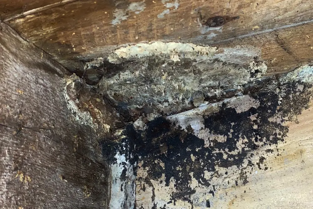 la Mérule: Champignons Lignivores : Diagnostic, Prévention, Traitement